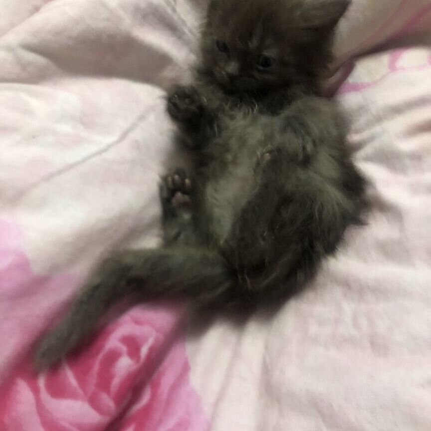 Сибирские котята мальчики
