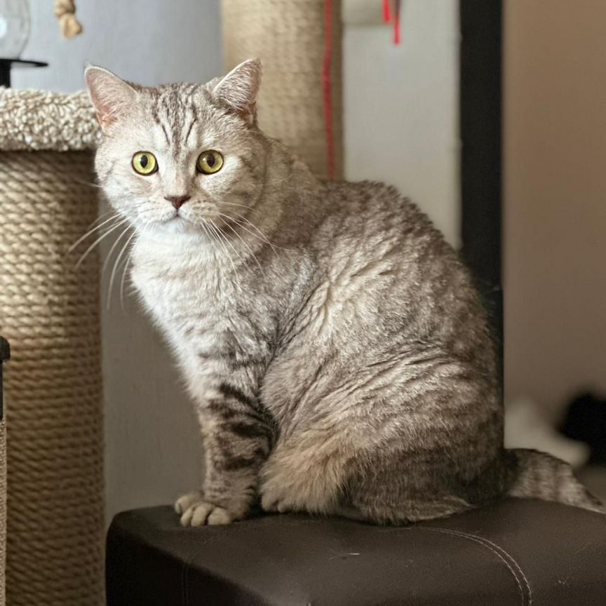 Котик остается без дома