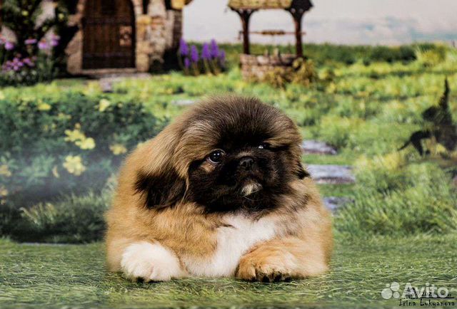 Пушистики пекинесы