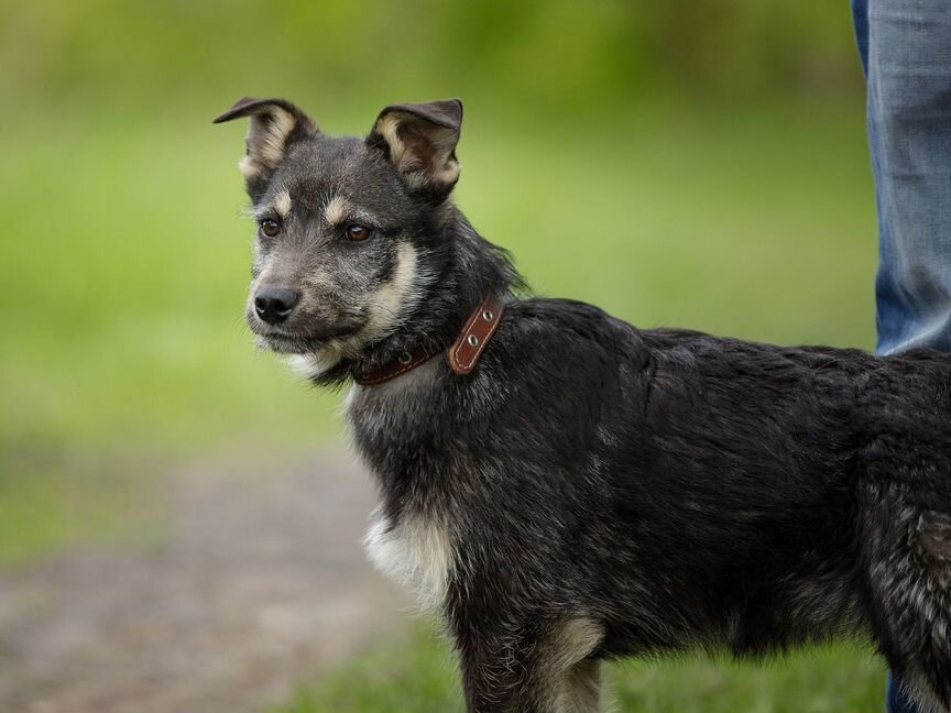 Ника ищет дом