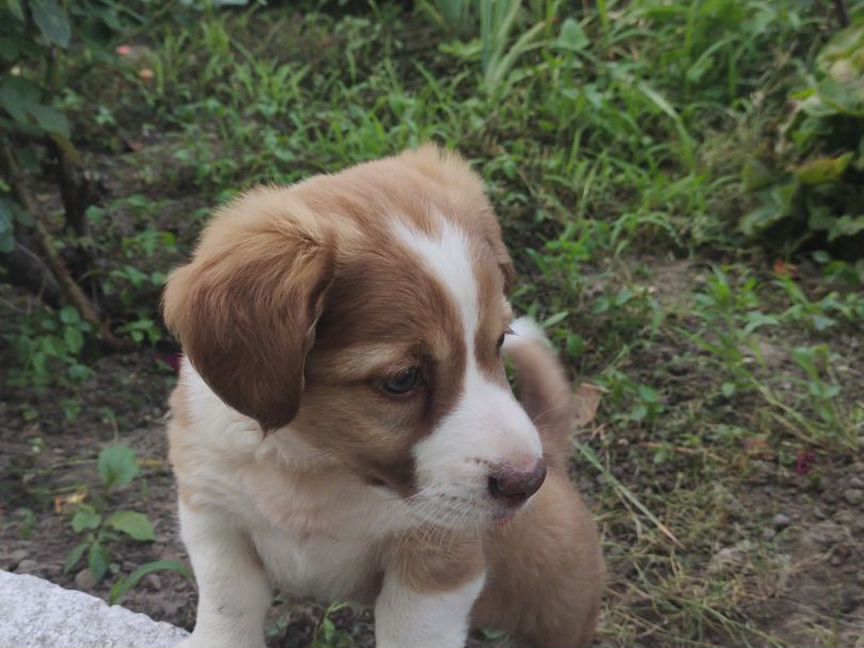 Щенок в добрые руки бесплатно маленькая порода