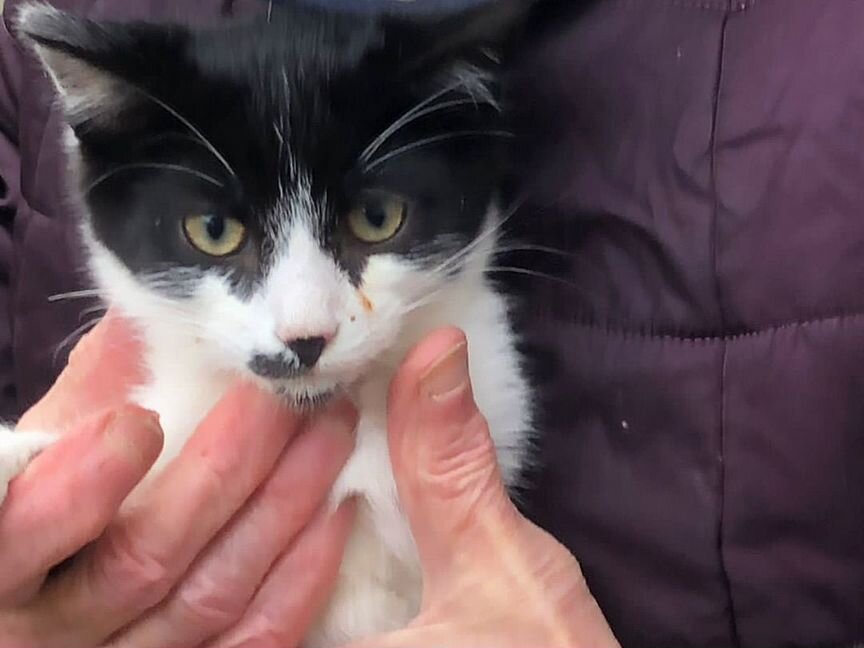 Котенок мальчик в добрые руки бесплатно ищет дом