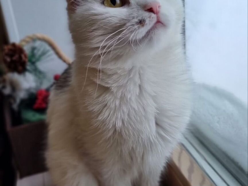 Кошка 1 год шотландская вислоухая бриошь