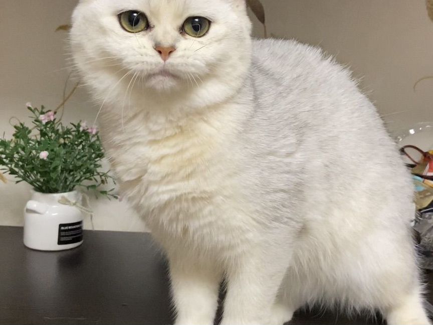 Шотландская кошечка Ежевика