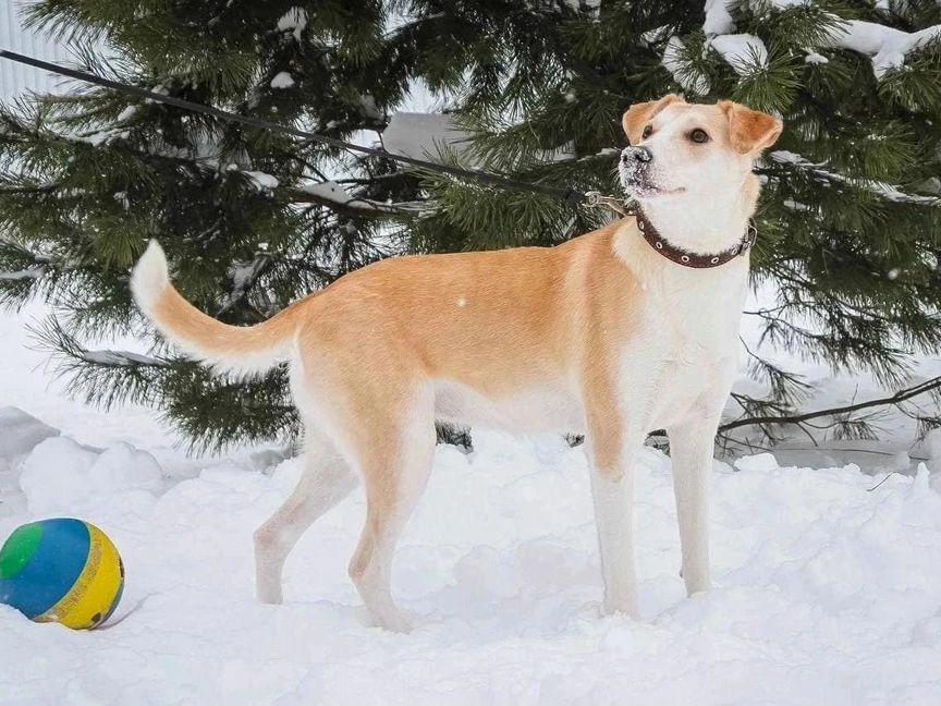 Собака в добрые руки