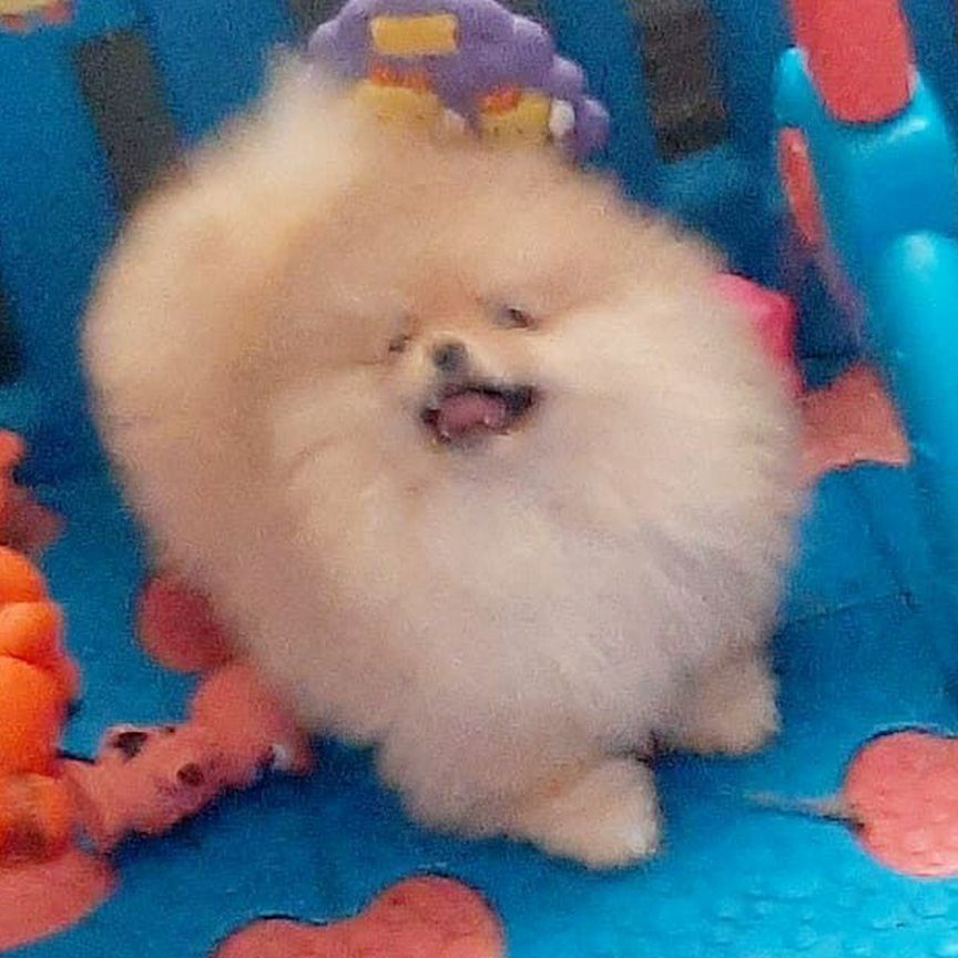 Щенки померанского шпица