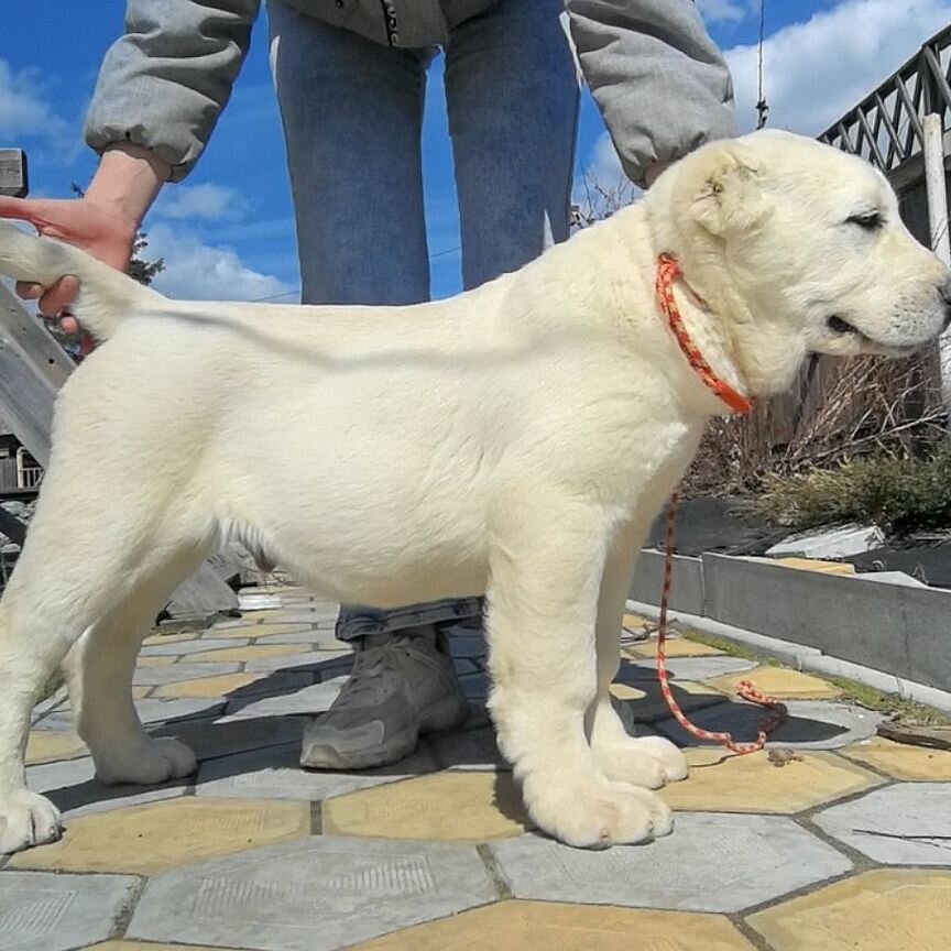 Среднеазиатская овчарка, щенок