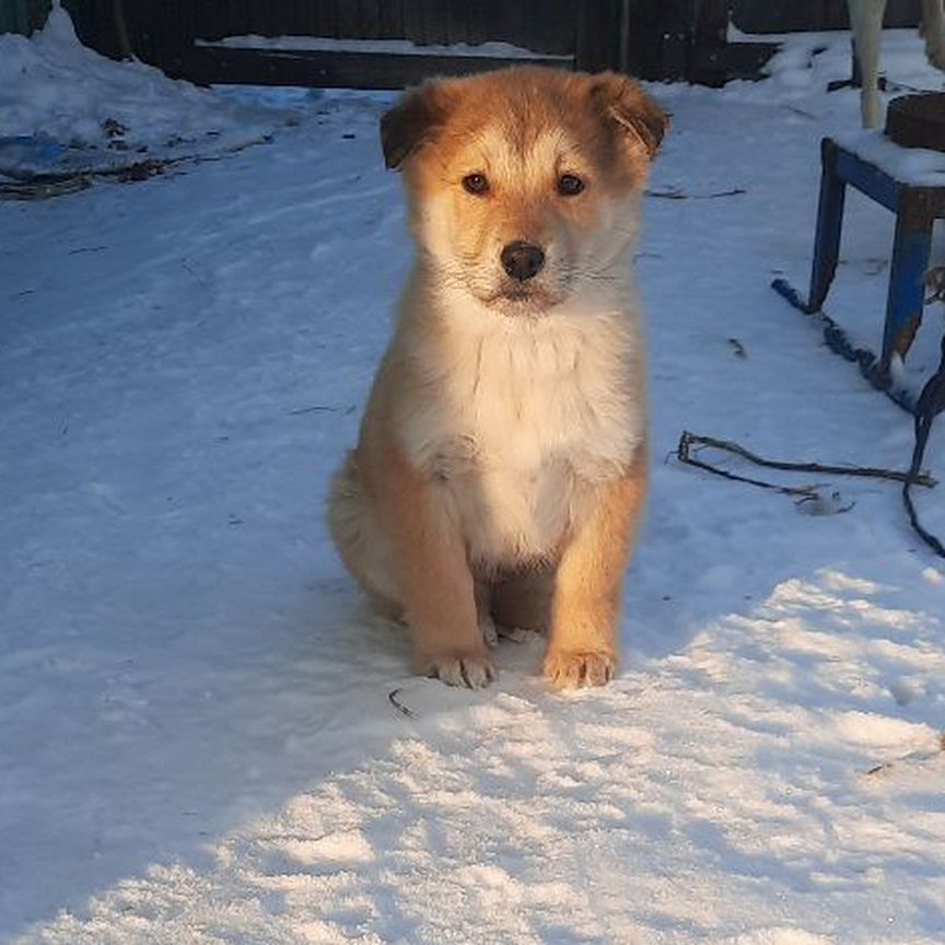 Щенок в добрые руки