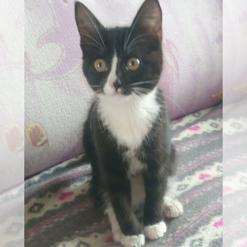 Котенок ищет дом