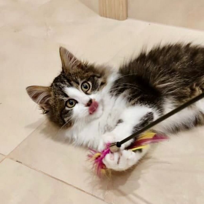 Котенок ищет надежных хозяев