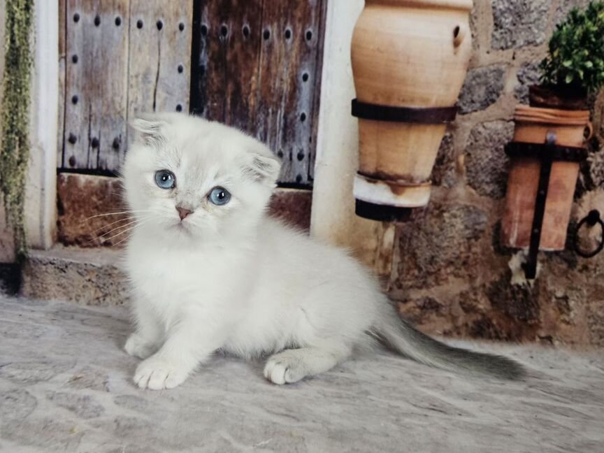 Скоттиш килт фолд на коротких лапках