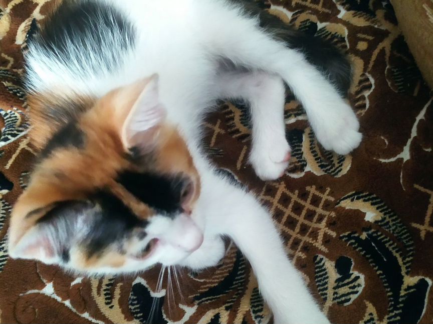 Молодая кошка