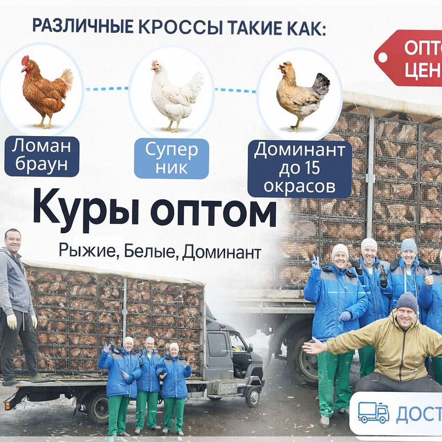 Рыжие Белые Доминант Молодка