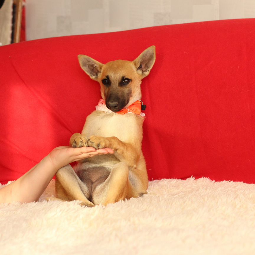 Мисс трогательные глазки-щенуля Леся, в дар