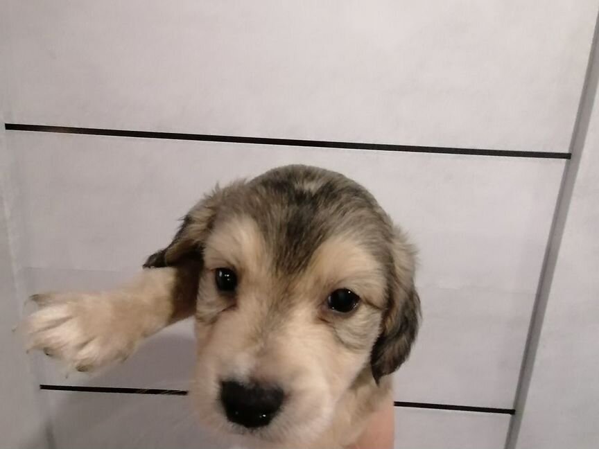 Отдам щенков в добрые руки бесплатно