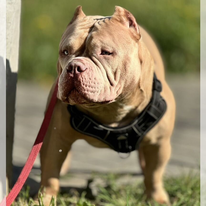 Американский булли покет вязка