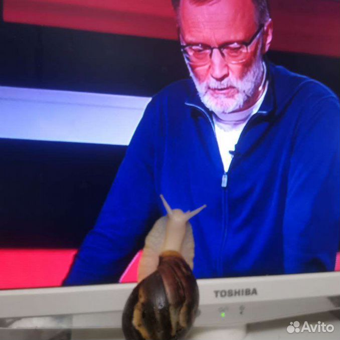 Улитка Ахатина альбино