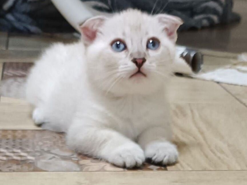 Котёнок манчкин