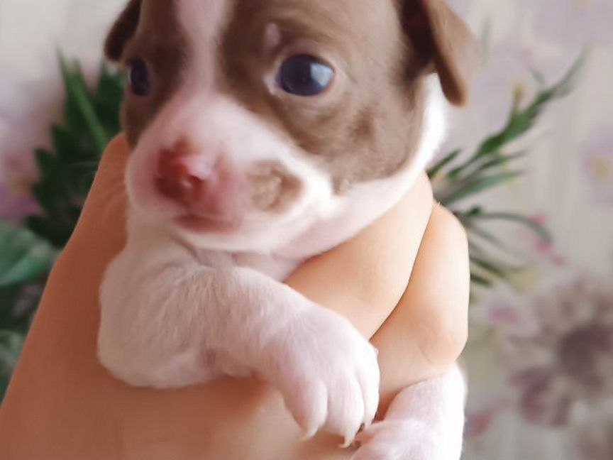 Маленькая собака чихуахуа мини