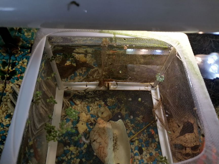 Мальки гуппи