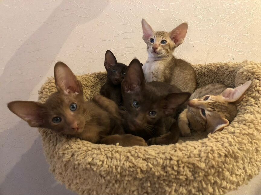 Ориентальная