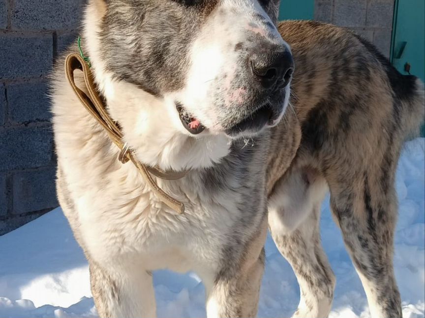Среднеазиатская овчарка алабай