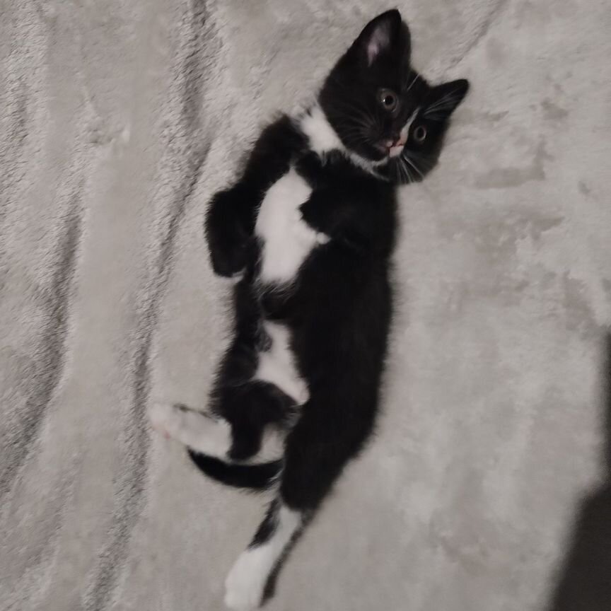 Тайский котёнок