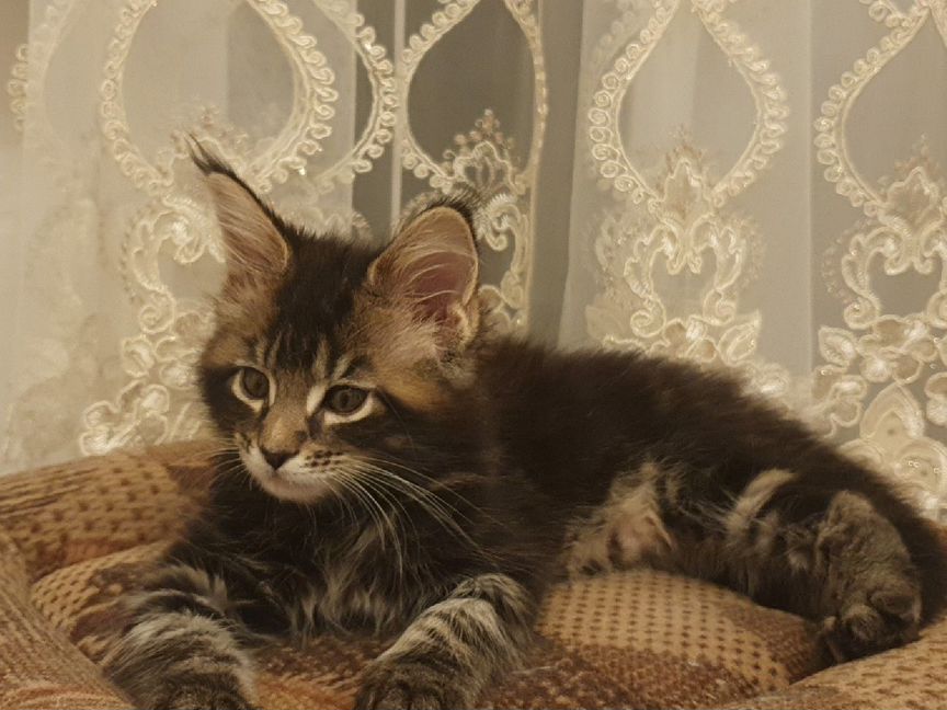 Котёнок мейн-кун
