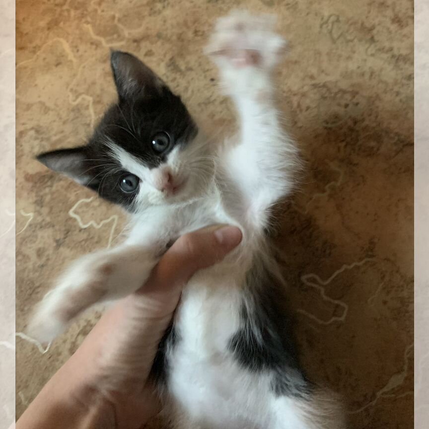 Котенок
