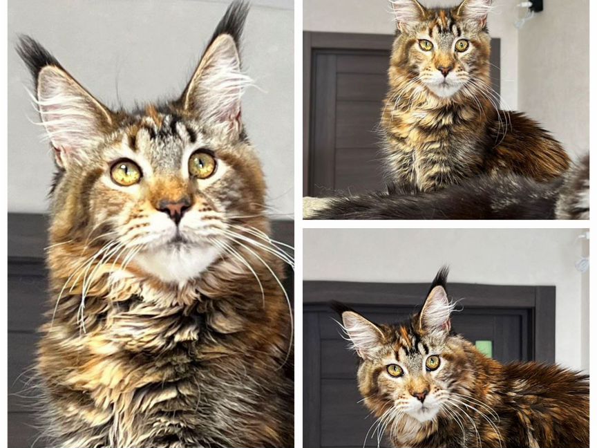 Суперкисти котенок мейн кун