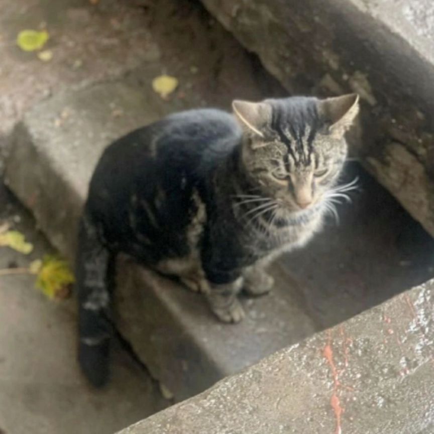 Кот на улице
