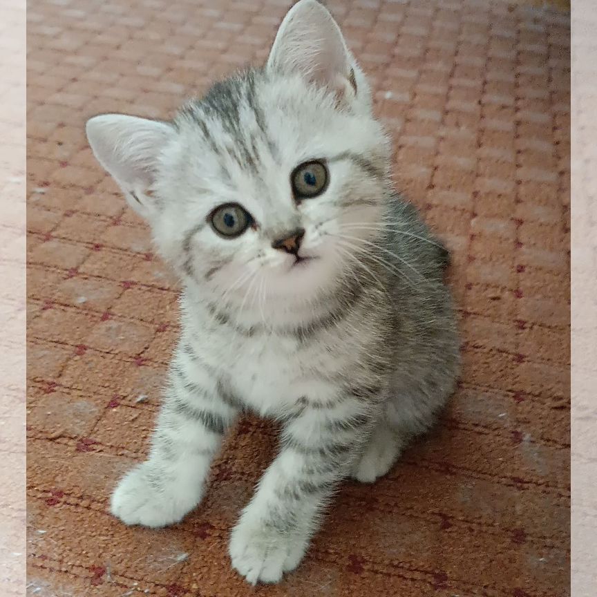 Британский короткошёрстный котёнок