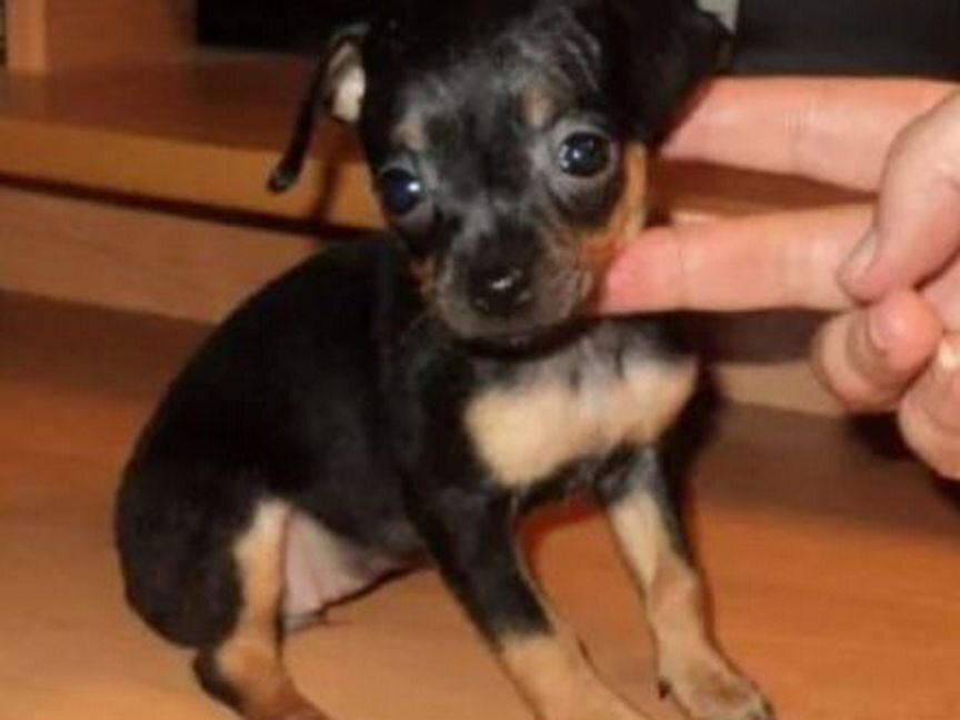 Той-терьер щенки