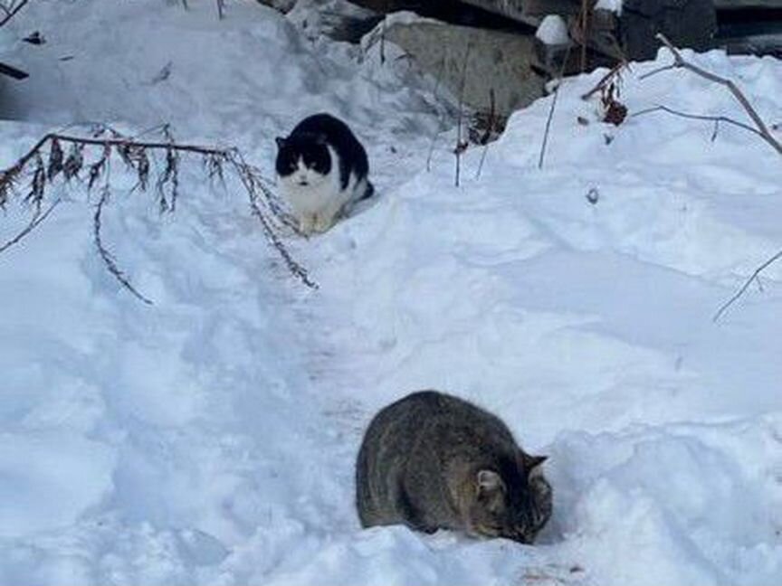 Котики и кошки ищут дом