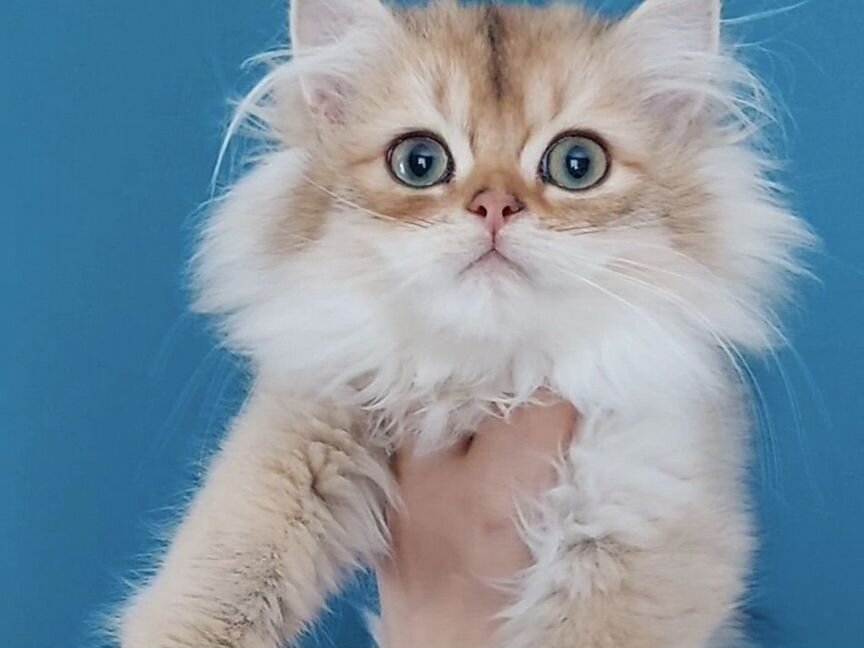 Золотой британский котенок длинношерстный