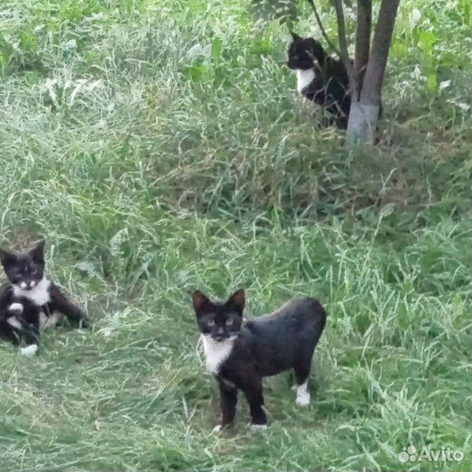 Котята 3-4 месяца черно белые