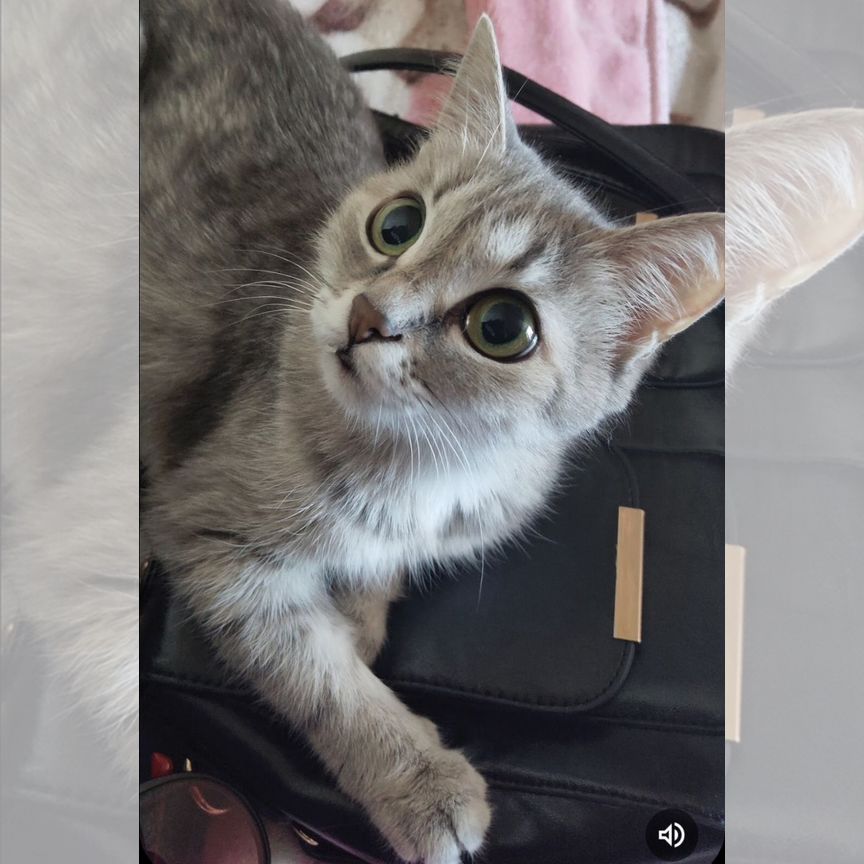 Кошка