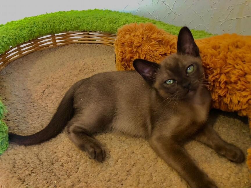 Соболиные бурманские котята