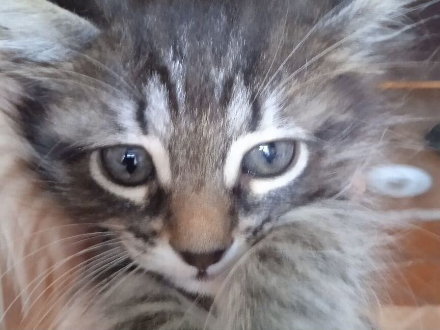 Котенок девочка 1мес,смесь с Мен Куном
