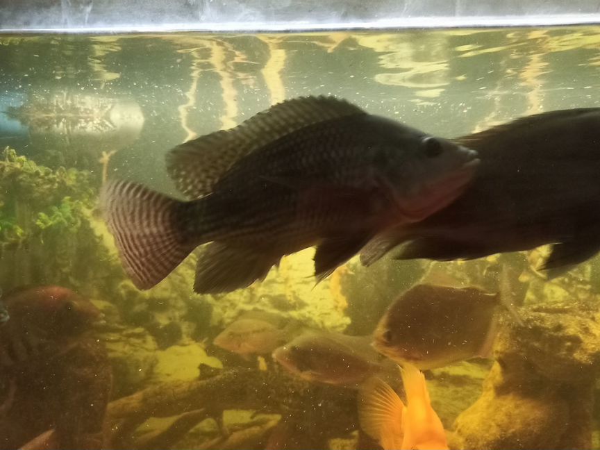 Продам Теляпию Нильскую