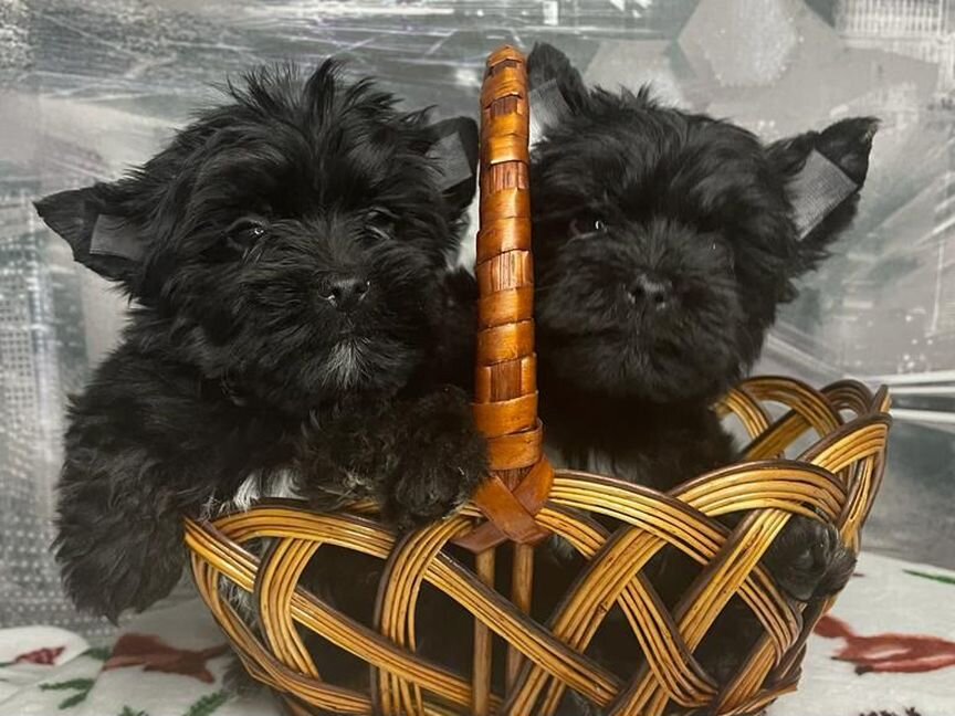 Черные бусинки (мальчишки)