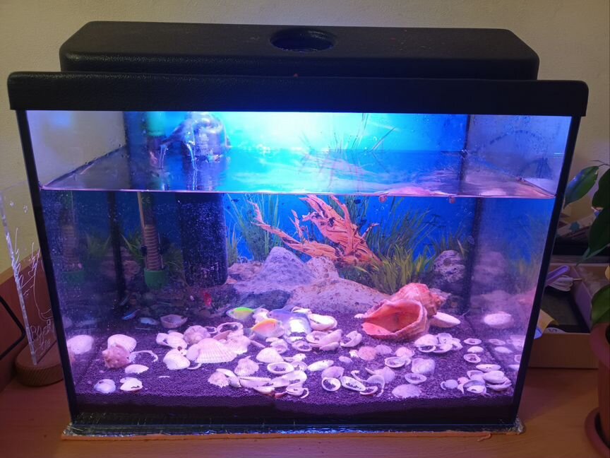 Аквариум с рыбками