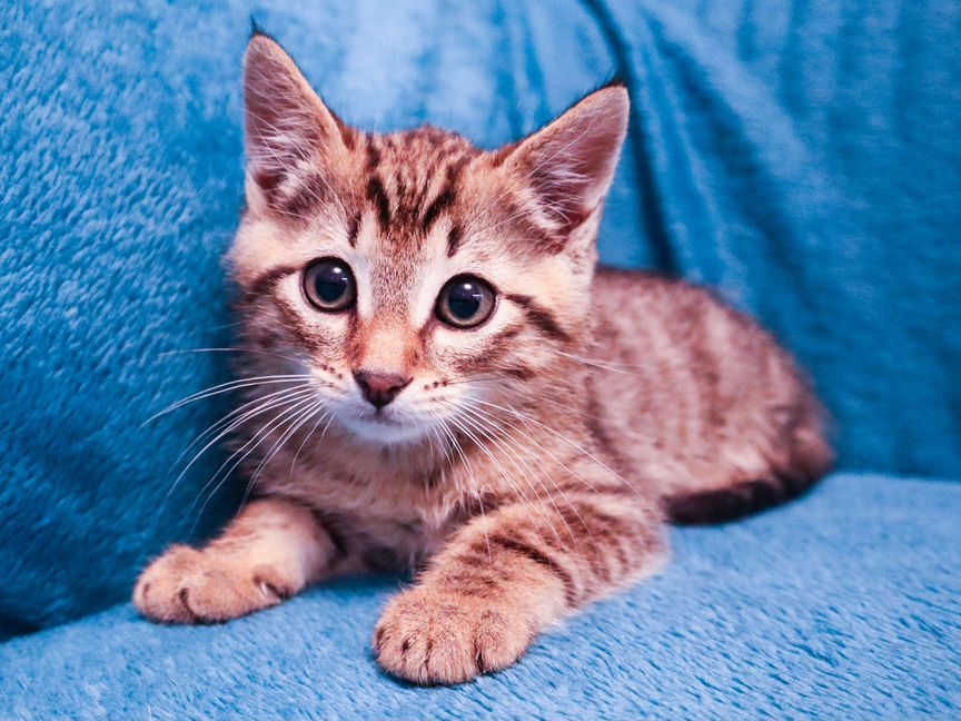 Котёнок Кай ищет дом