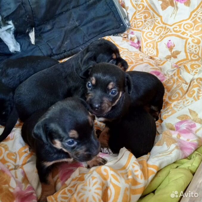 Продам щенков Ягдтерьера