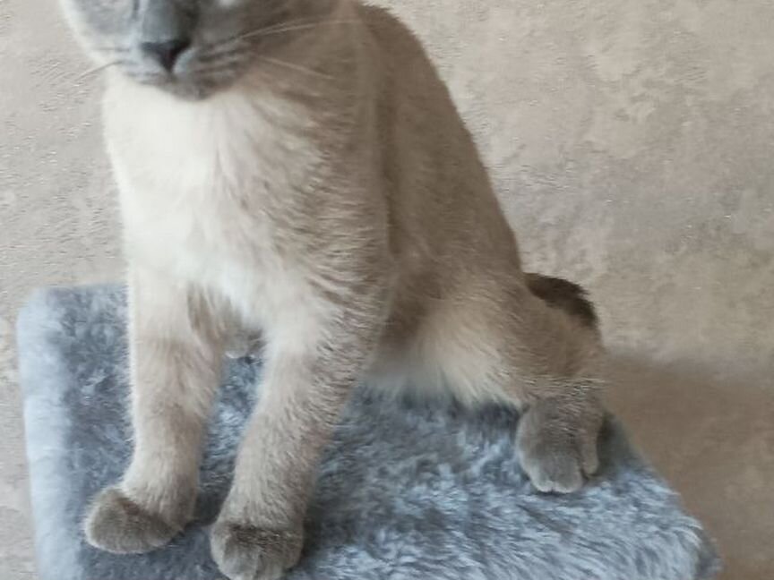 Отдам котенка в добрые руки