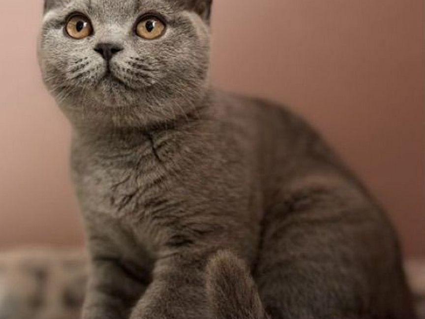 Британские котята