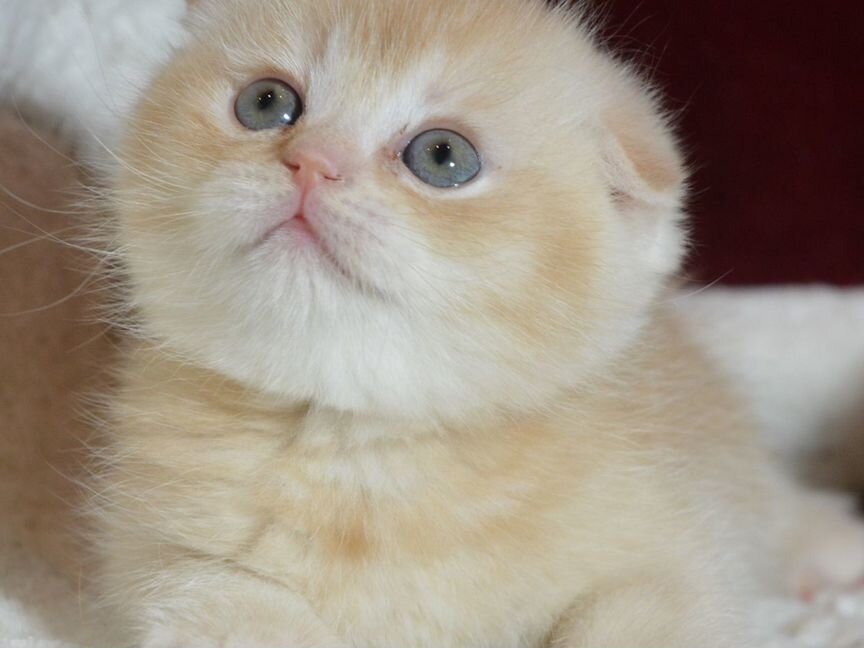 Вислоухий. Крем на серебре