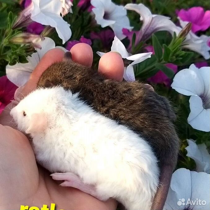 Крысята малыши мальчишечки от ratlove