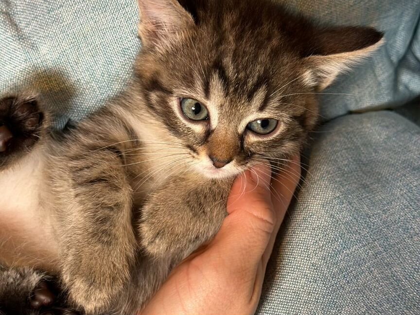 Малышка Сюся в добрые руки