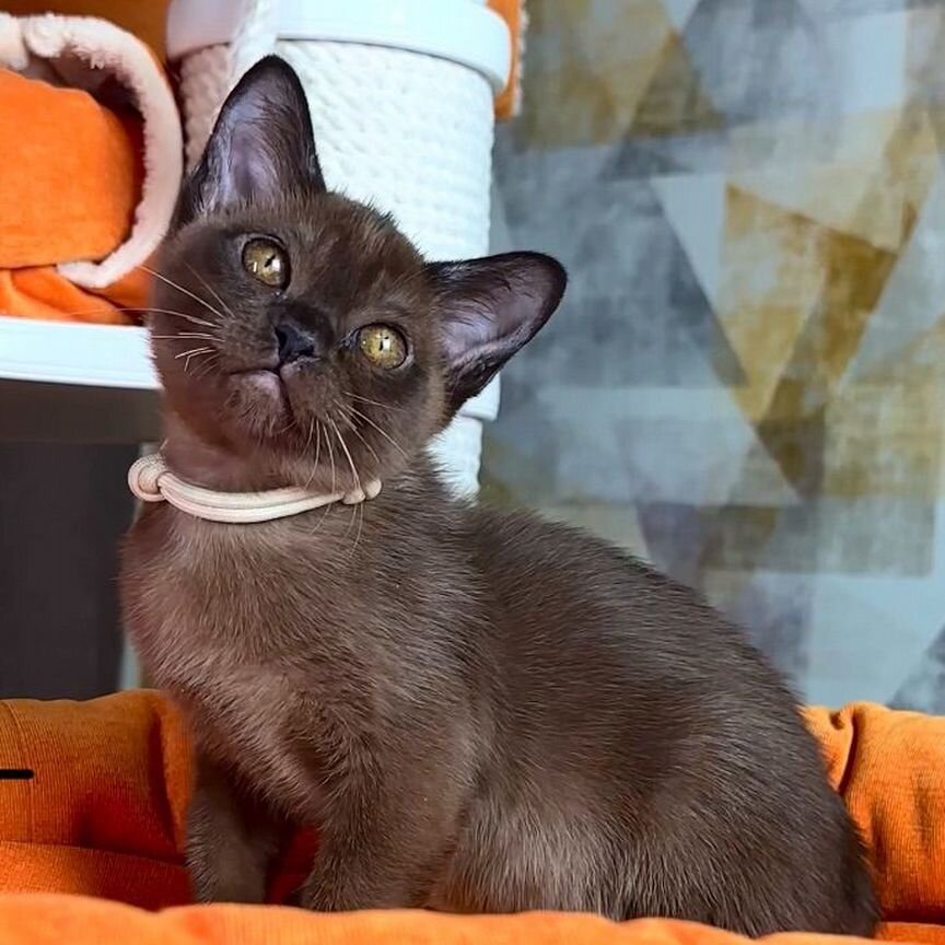 Бурманская кошечка Аурика